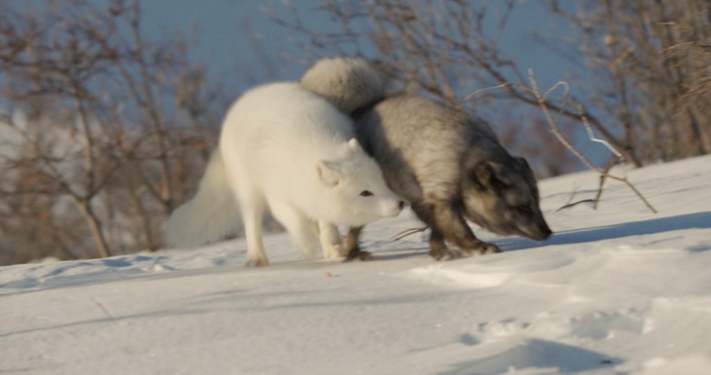 Kina & Yuk een liefdesverhaal van twee vossen op de Noordpool