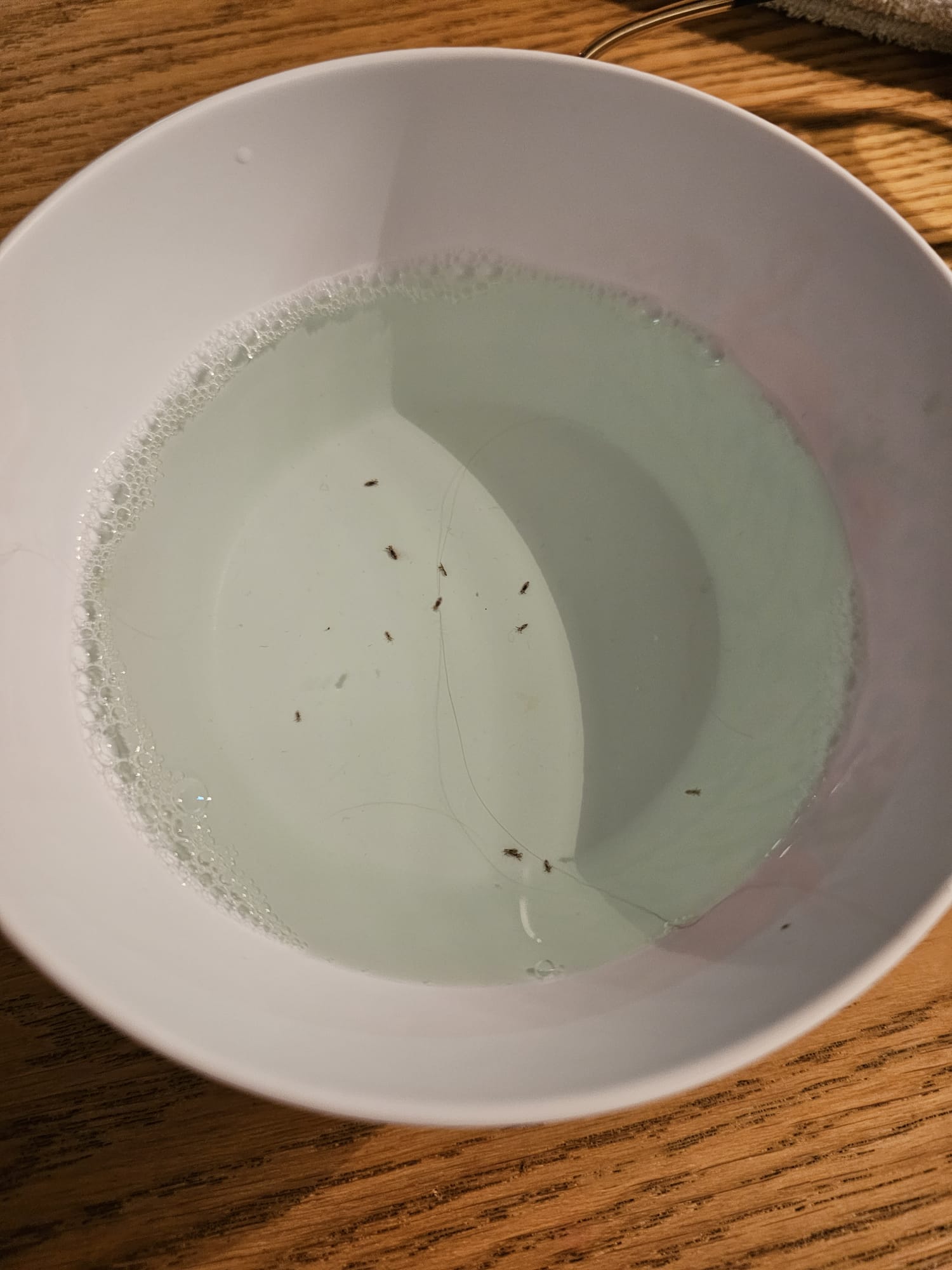 Hoofdluis wat is het en hoe kom je er vanaf? - MamaScrapelle