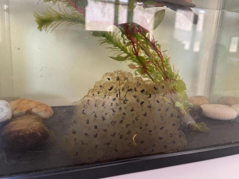 Kikkervisjes in de klas - hoe doe je dat? - MamaScrapelle